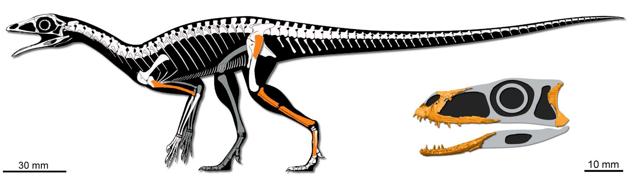 Примитивный птерозавр оказался двумя видами птерозавроморфов