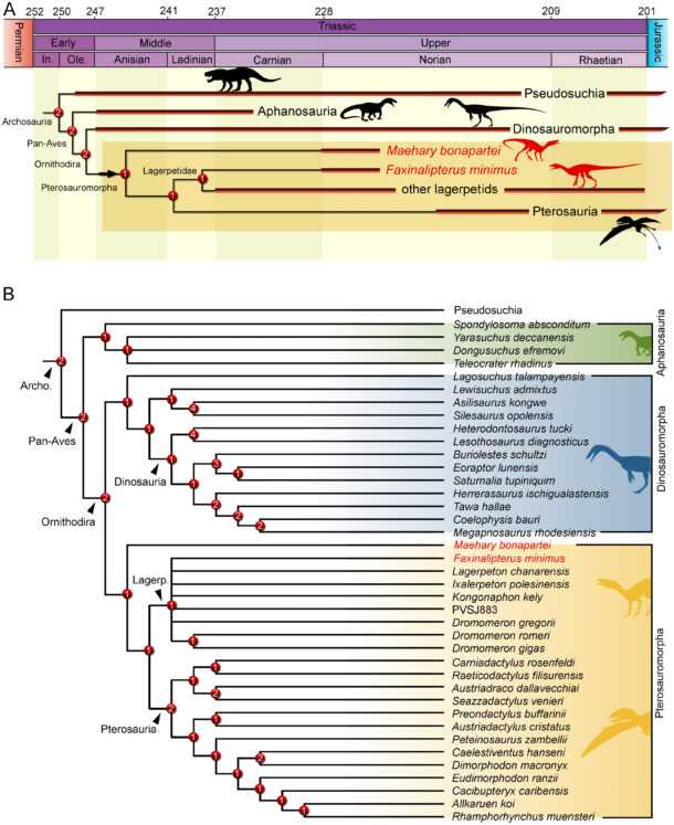 Примитивный птерозавр оказался двумя видами птерозавроморфов