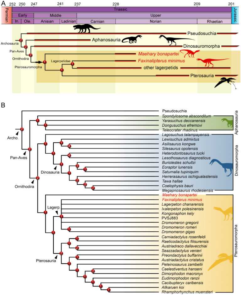 Примитивный птерозавр оказался двумя видами птерозавроморфов