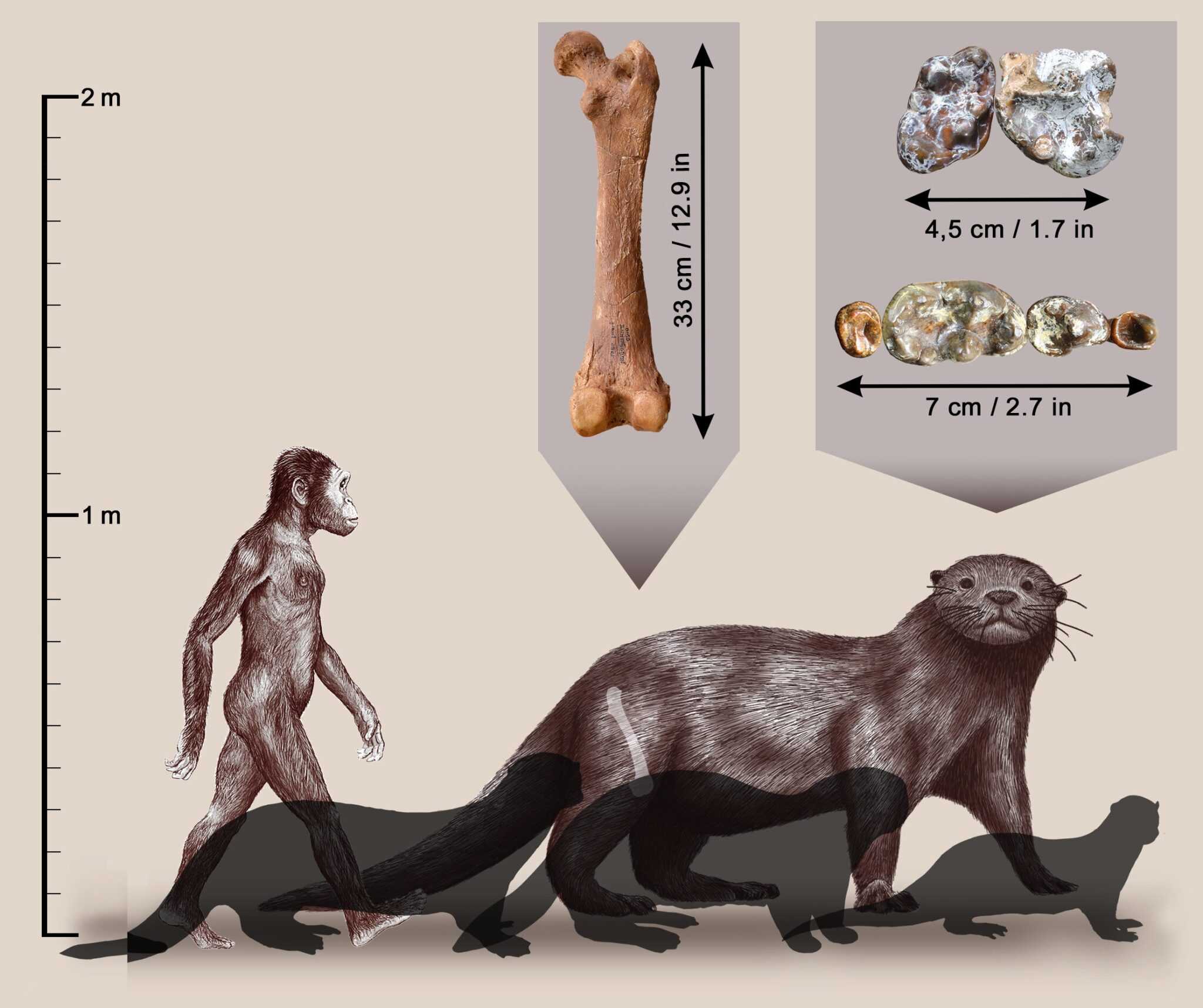 В Эфиопии нашли ископаемую выдру размером со льва
