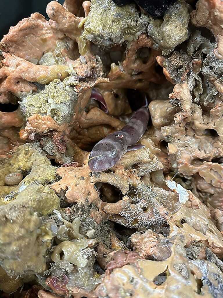 Акулы поселились внутри губки, чтобы спастись от хищников