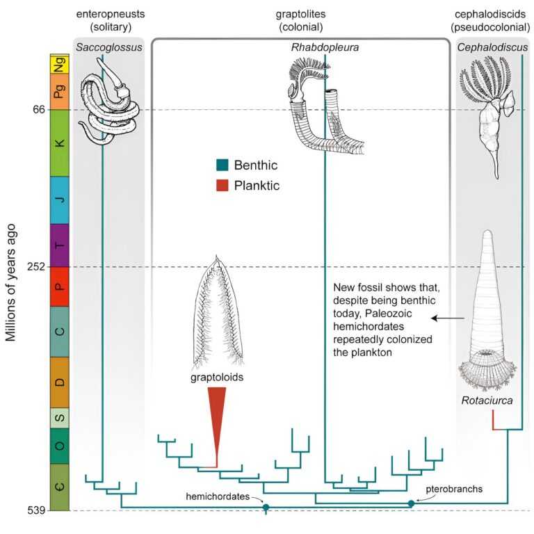 «Колеса Иезекииля» оказались псевдоколониальными перистожаберными